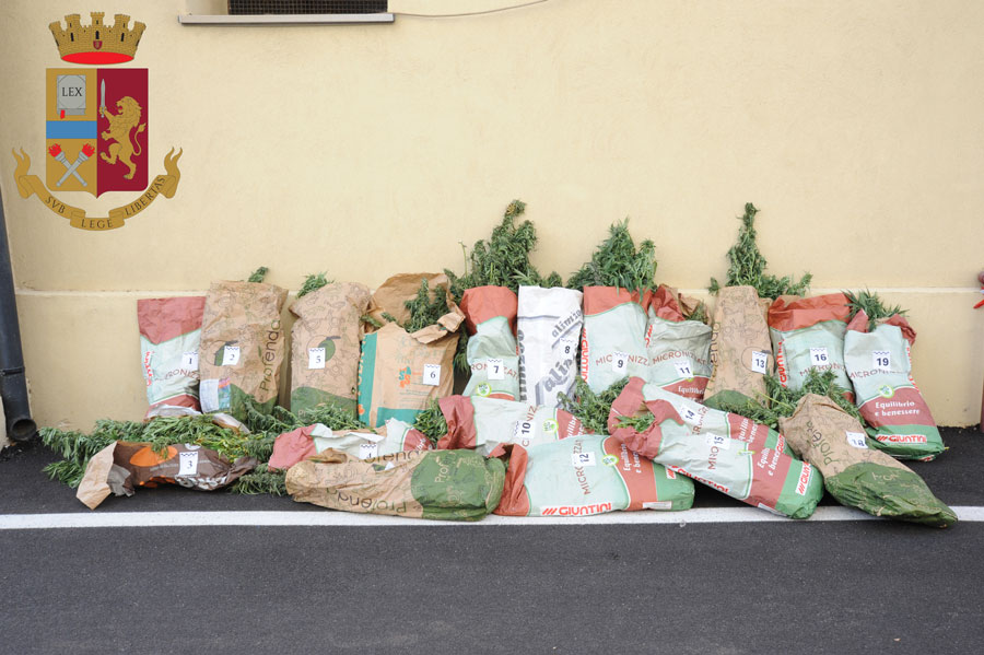 Nuorese arrestato per oltre 60 chili di marijuana: inseguito e fermato ... Nuorese arrestato per oltre 60 chili di marijuana: inseguito e fermato ...